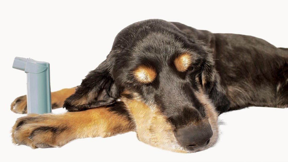 La columna del Dr. César Gatti, veterinario: bronquitis y problemas ...