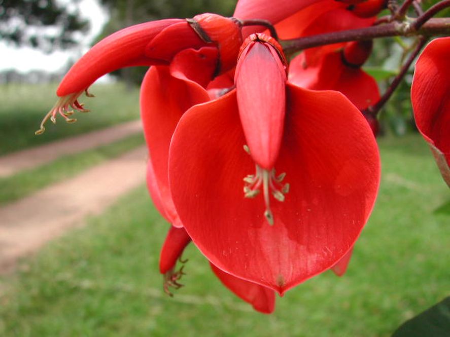 Día de la Flor Nacional: por qué es el ceibo y cuál es su leyenda ...