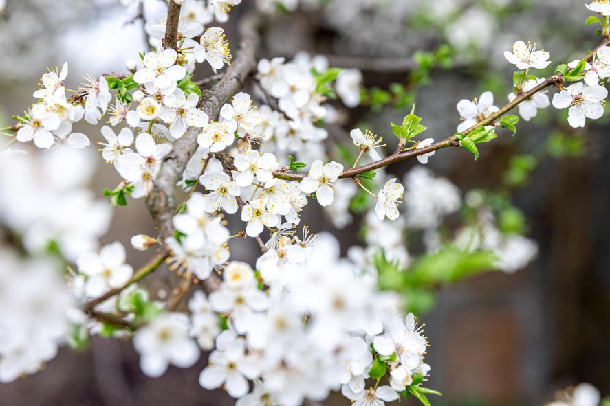 Las mejores frases para celebrar el Día de la Primavera | Infocielo