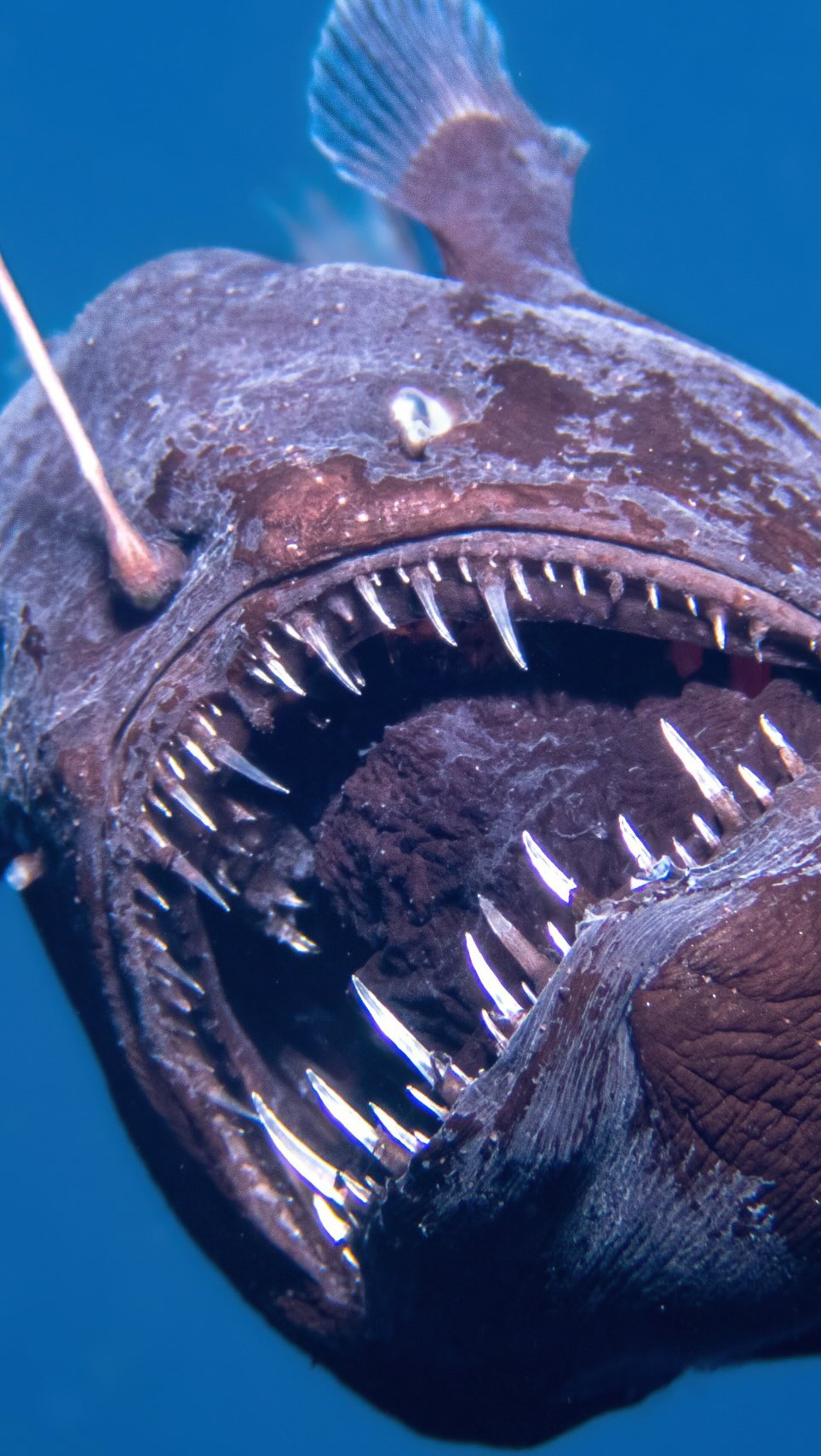 Mirá las fotos del 'pez diablo negro', capturado por primera vez en ...