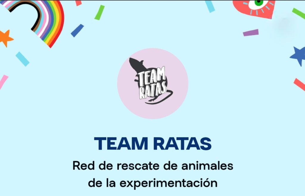 Adoptar una rata: el "equipo" que rescata roedores y les busca hogar en ...